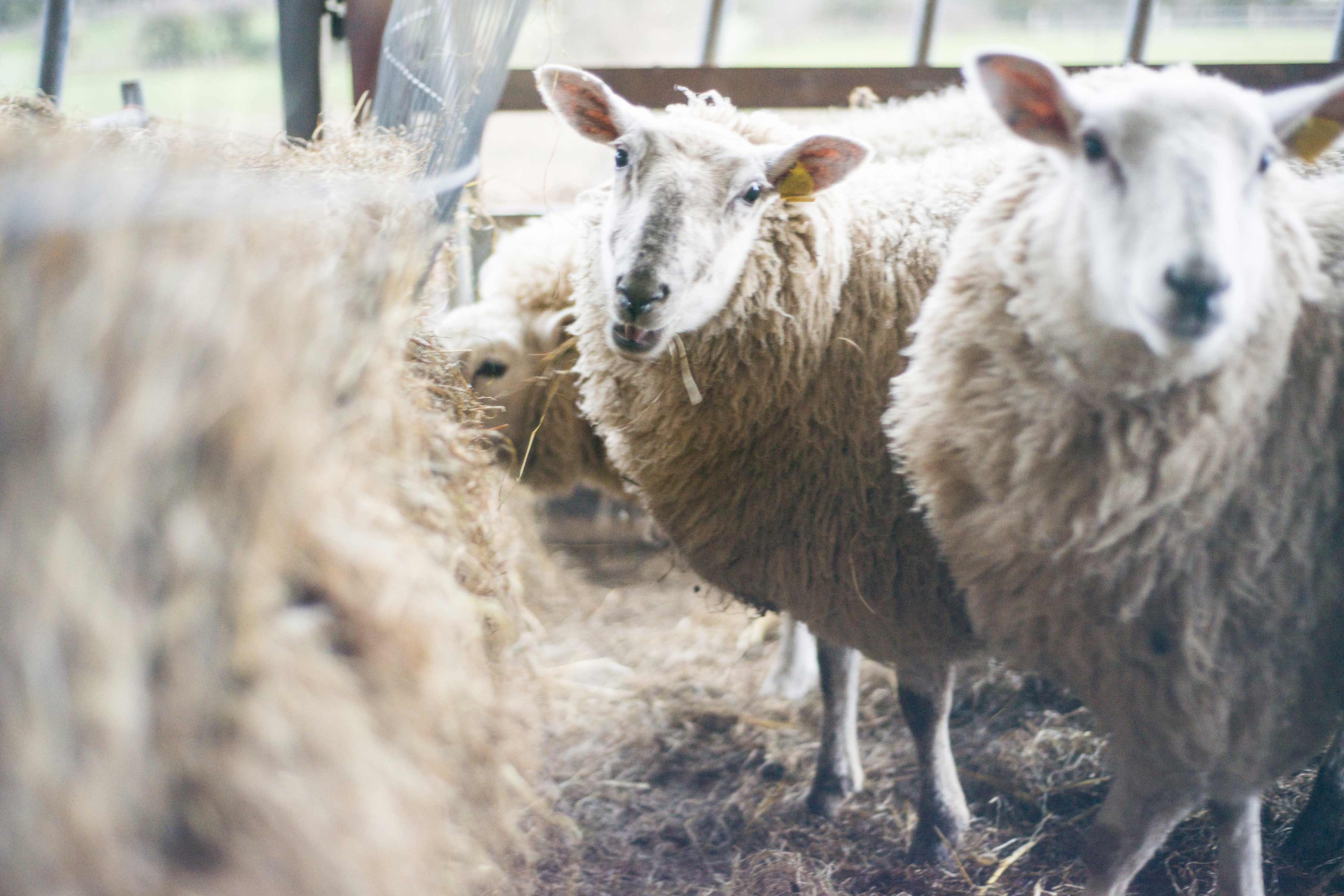 Emma’s Ewesful Acres - Earth Trust