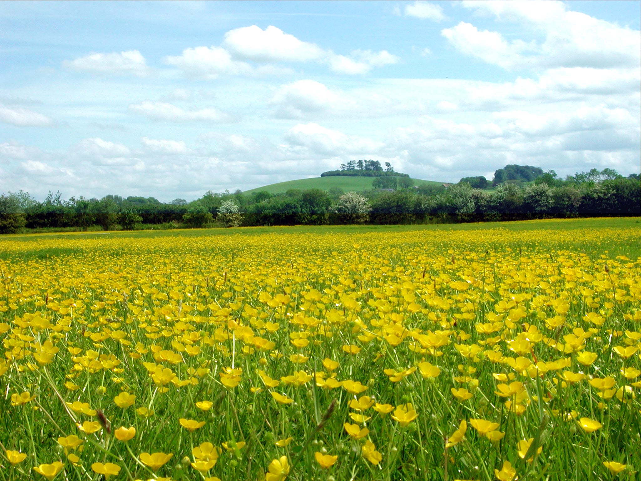 There's something about the Clumps... - Earth Trust