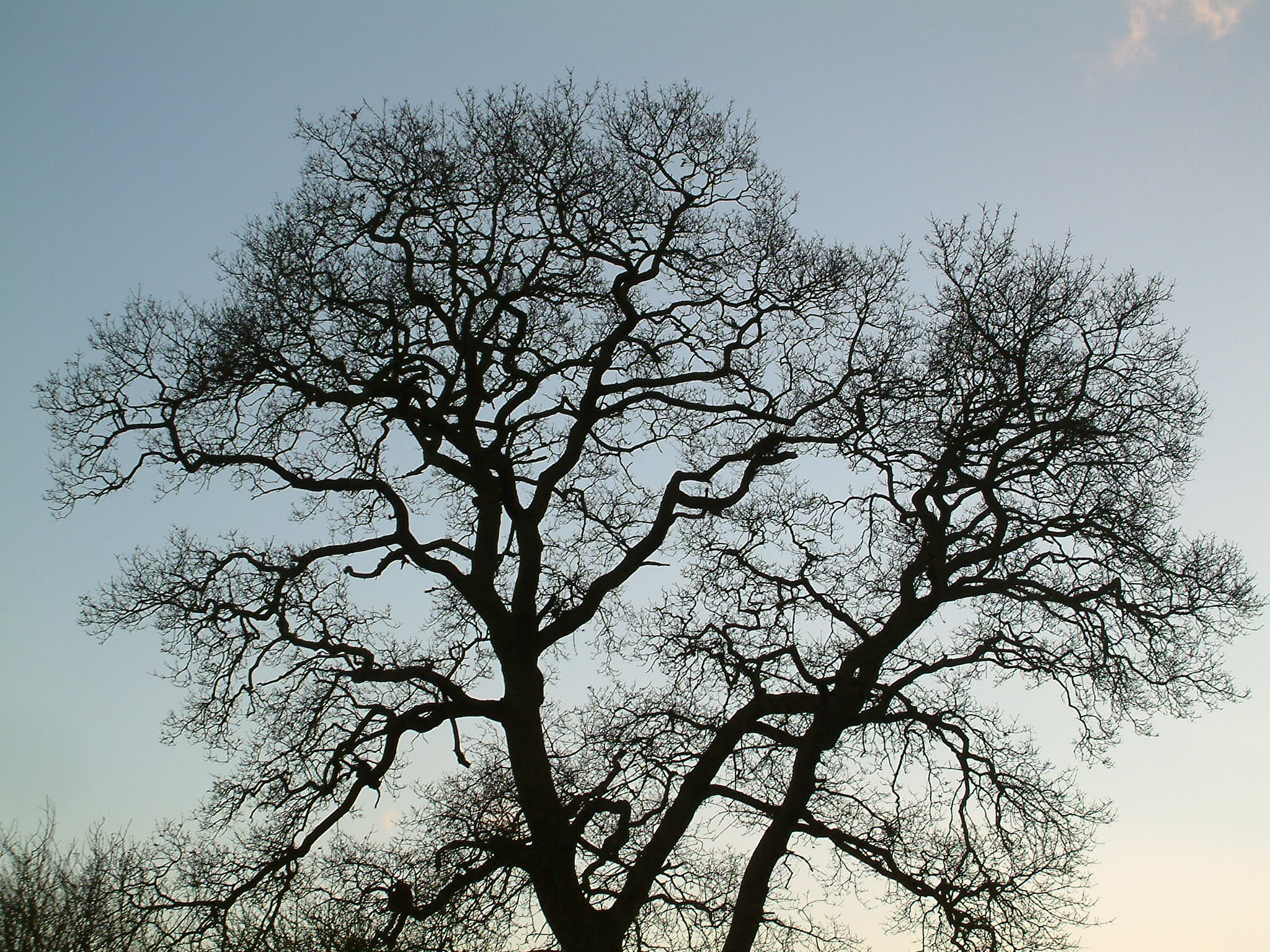 How to grow your own oak! - Earth Trust