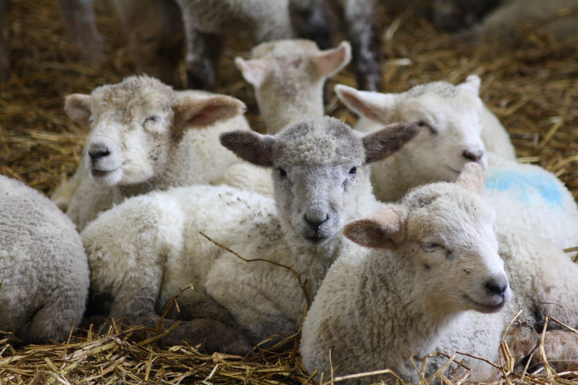 Farm Step Programme - Earth Trust