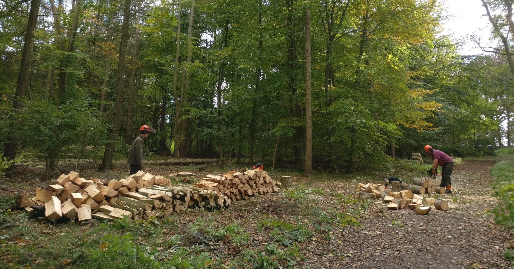 Winter Woodland Work - Earth Trust