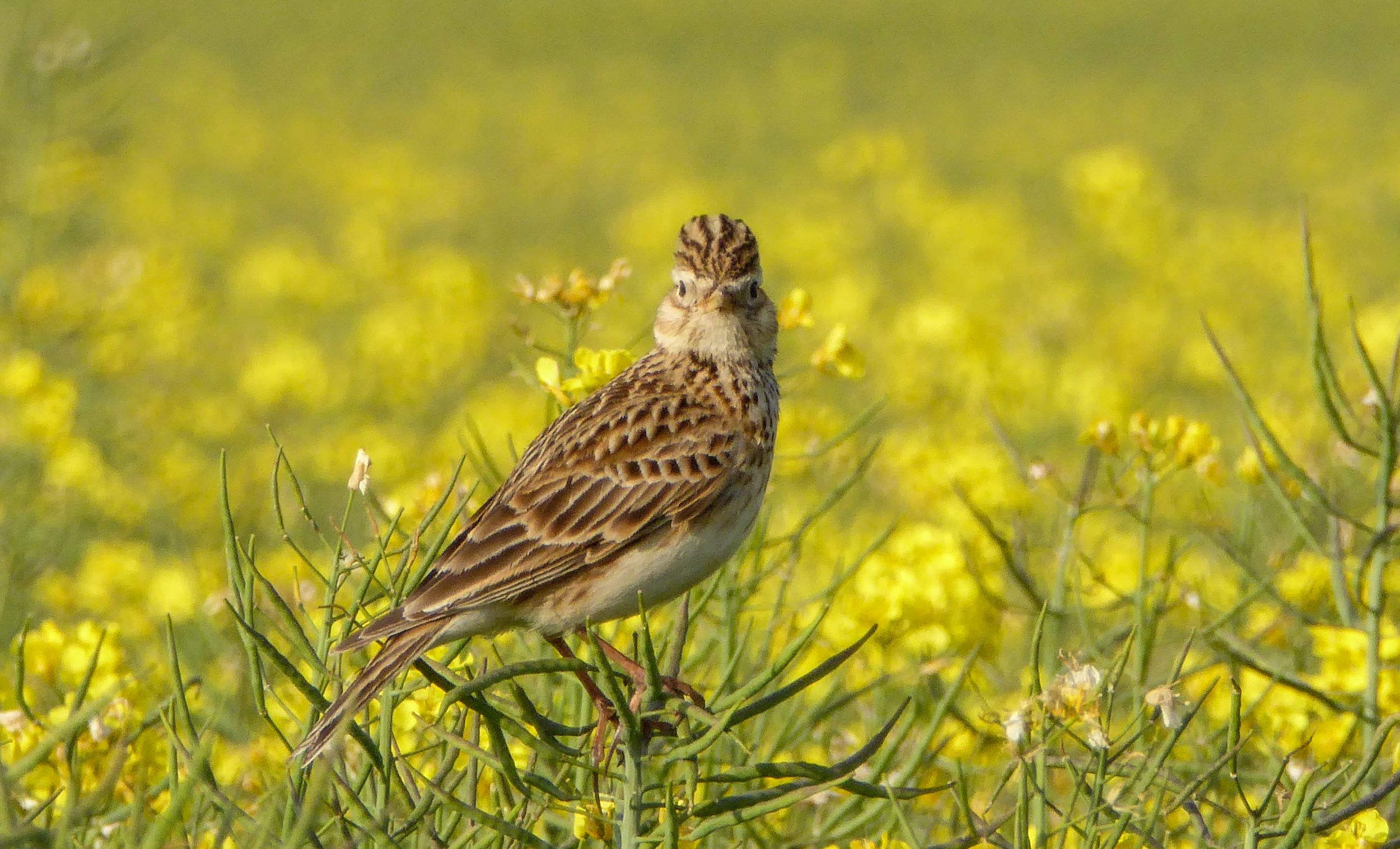 Plots to save the skylark - Earth Trust