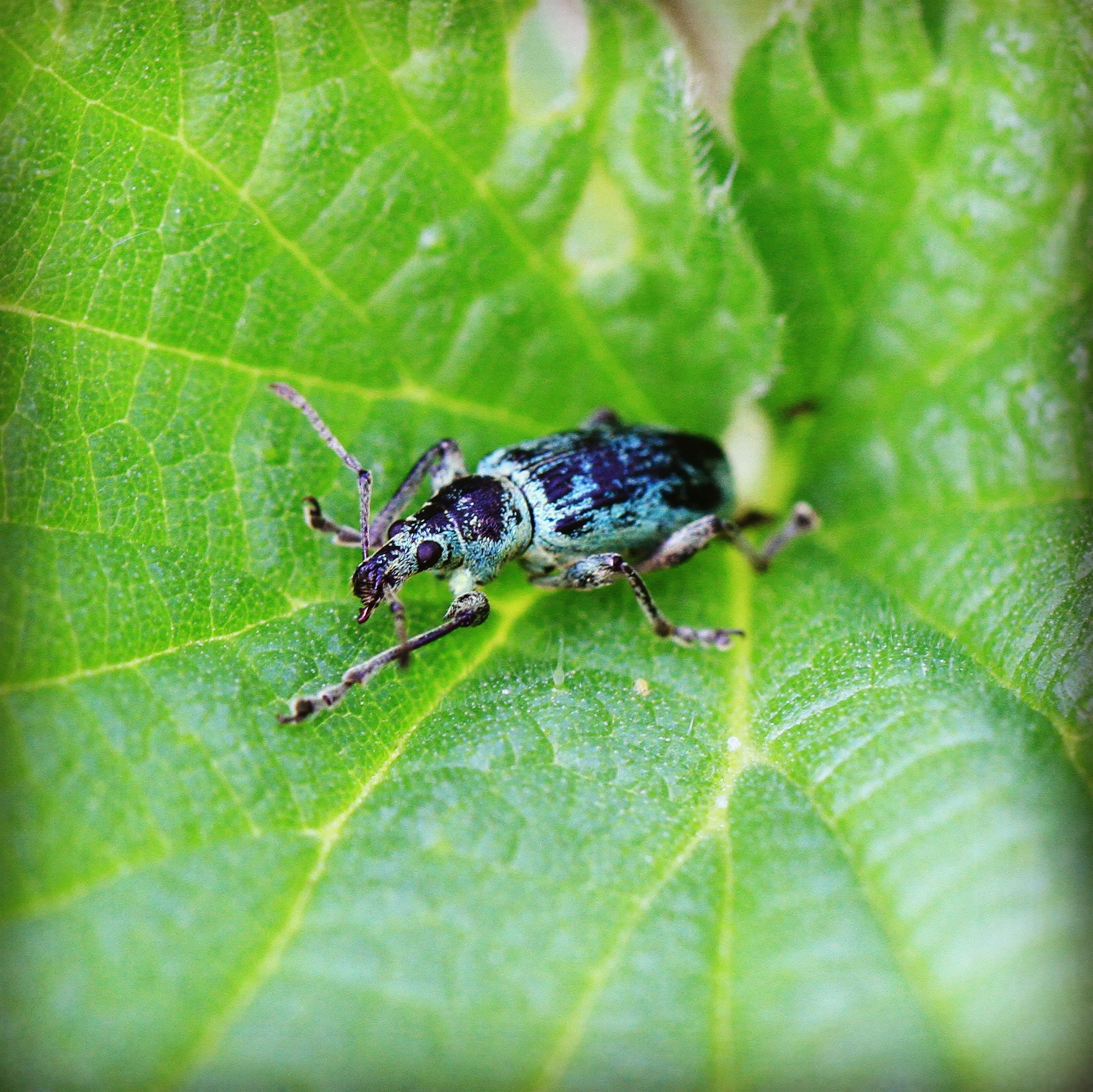 How to photograph wildlife in your local green space - Earth Trust