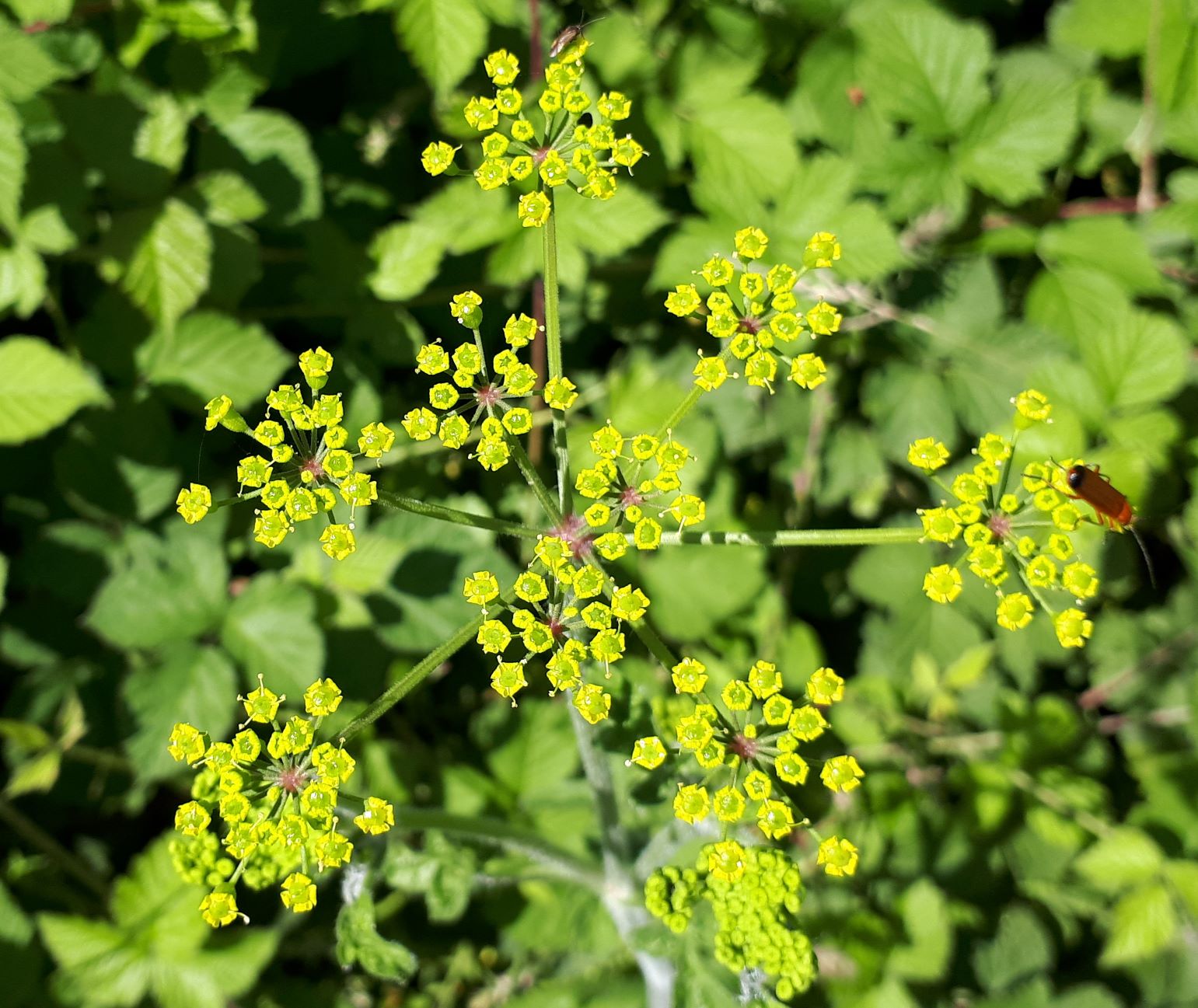 Plants to look out for this August - Earth Trust