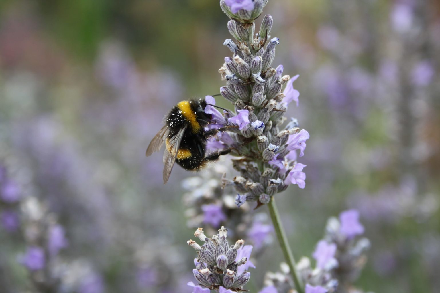 Meet the beekeepers at Earth Trust farm - Earth Trust