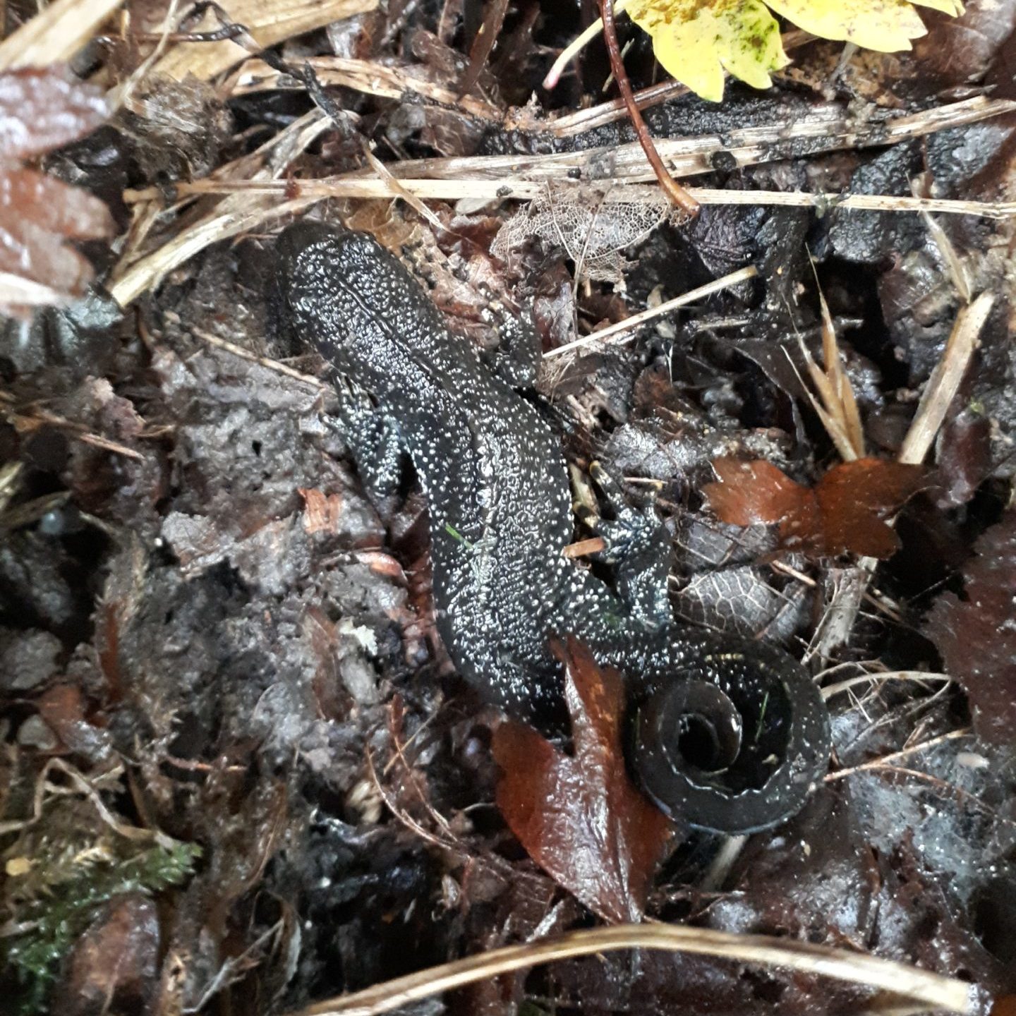 Getting ready for winter at Earth Trust - Earth Trust