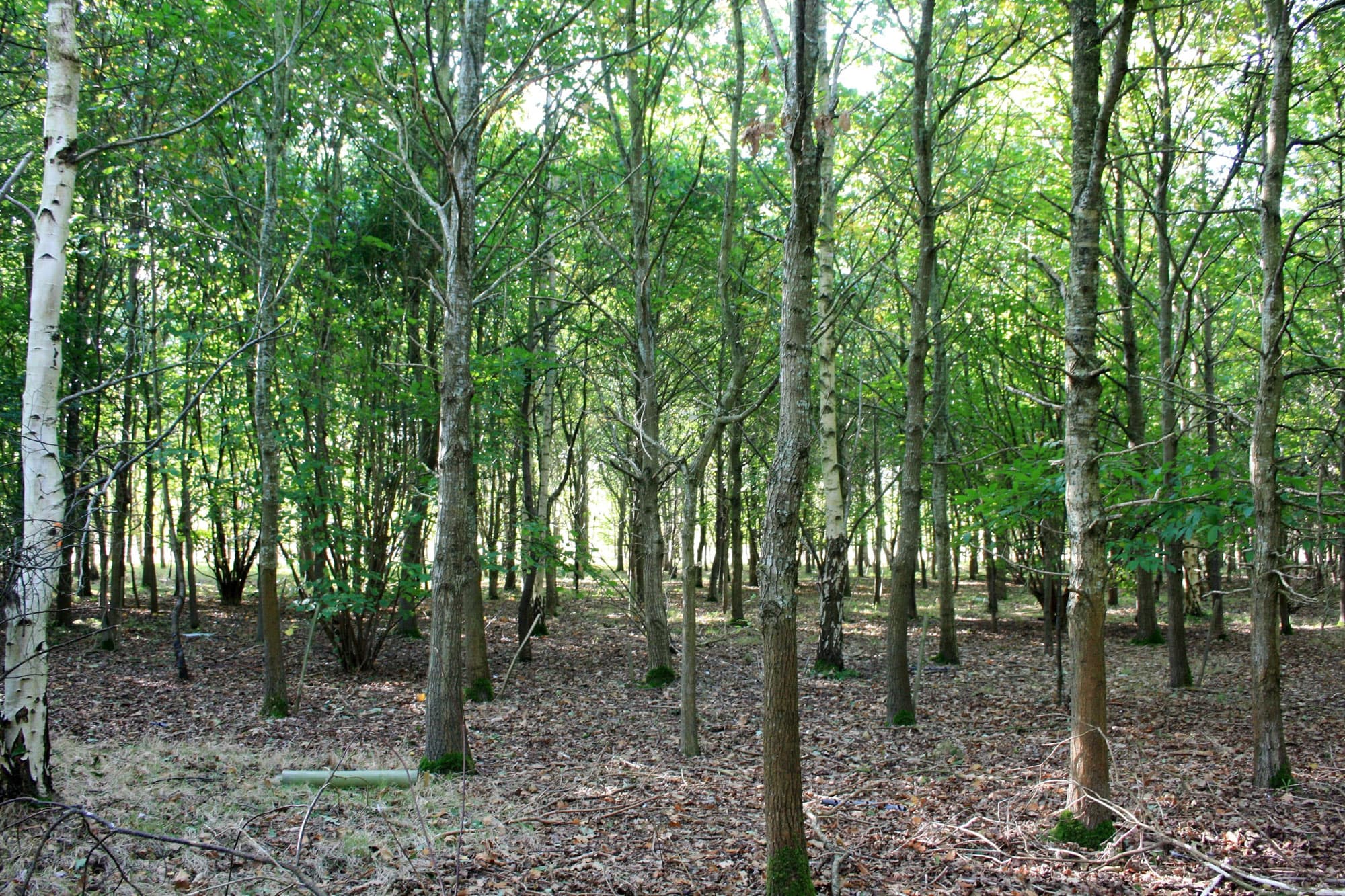 Meet the volunteer foresters - Earth Trust