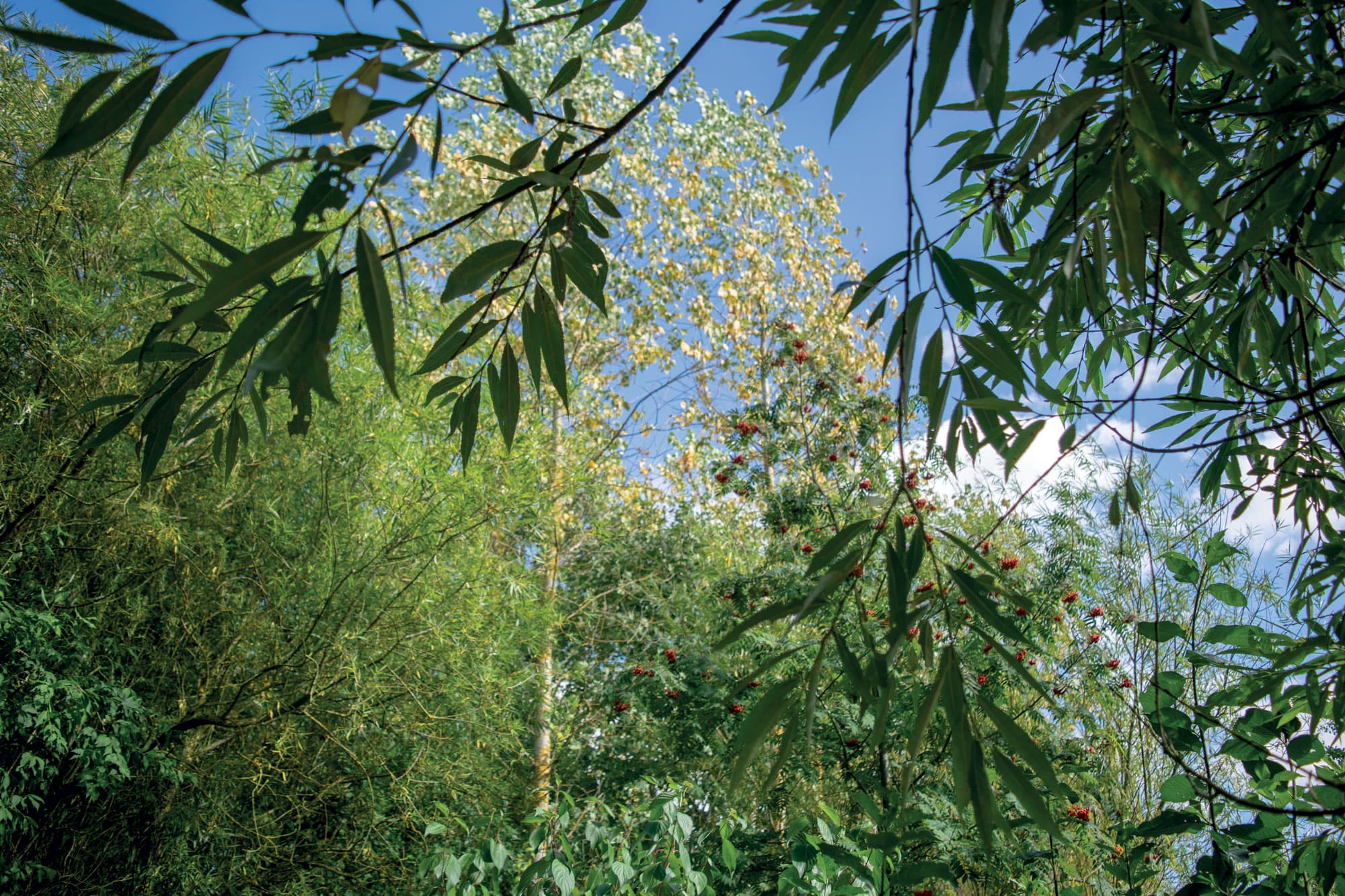 Paradise Wood Mapping Project - Earth Trust