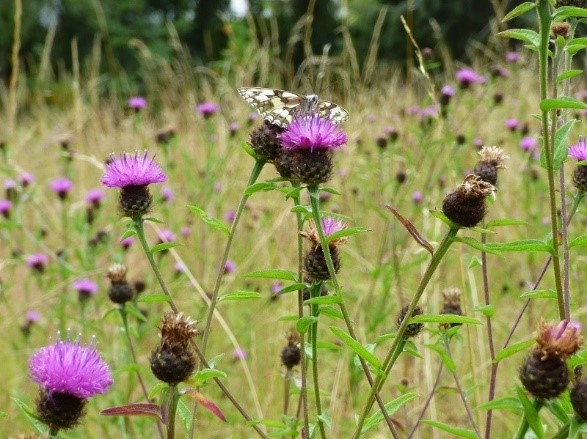 Wildflower Meadows - Earth Trust