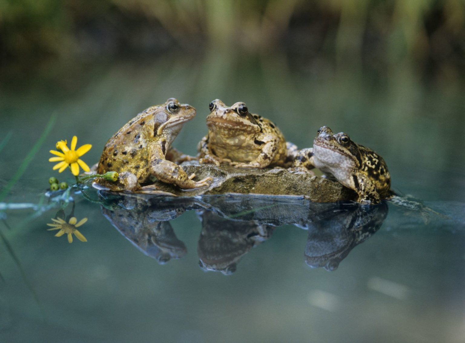 Spring nature: what to notice at this time of year - Earth Trust