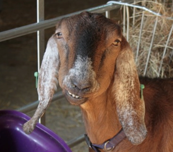 Whole Crop for Healthier Soil and Happier Goats - Earth Trust