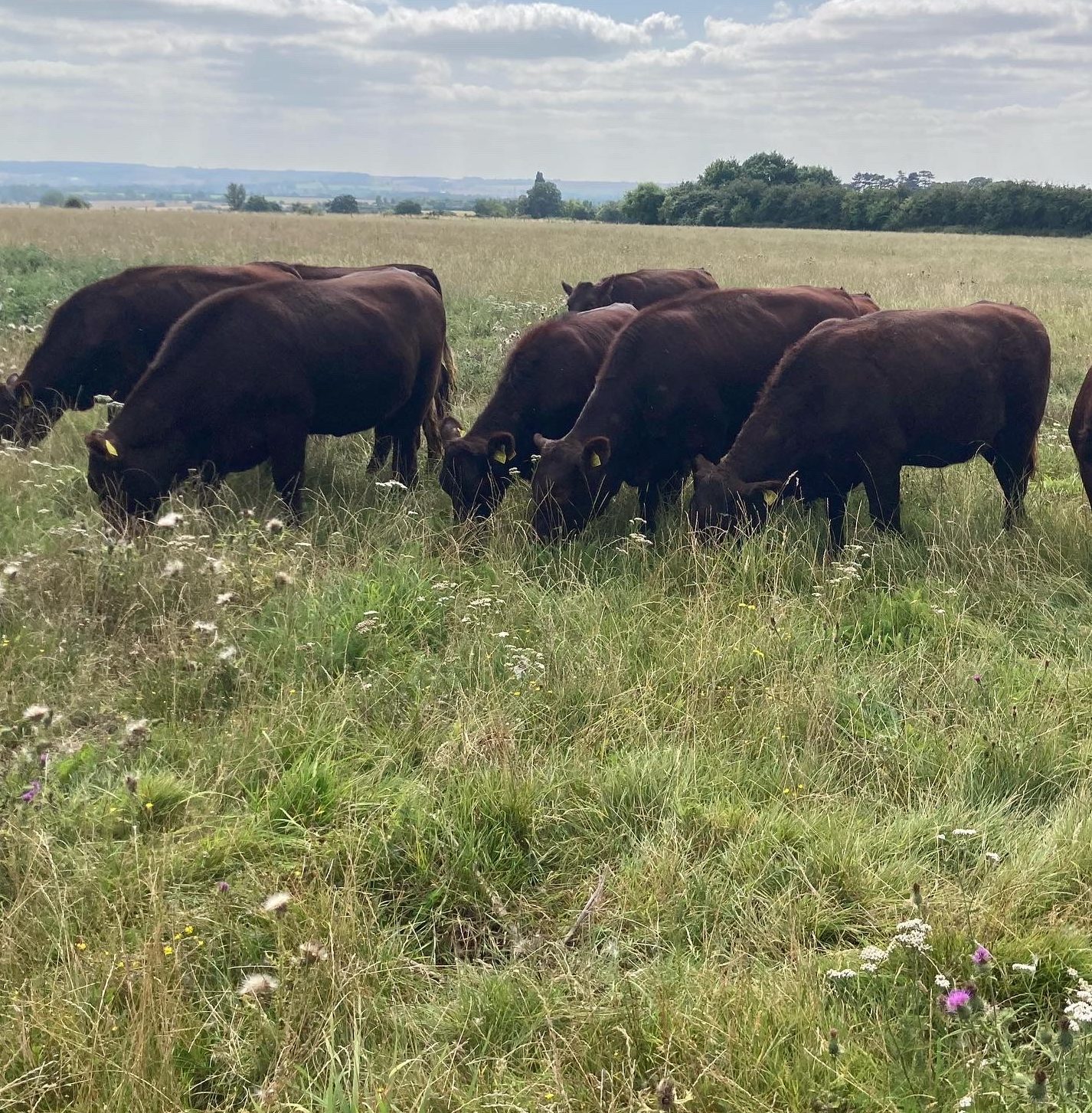 Podcast Season 3 Episode 5: Spring at Earth Trust Farm - Earth Trust