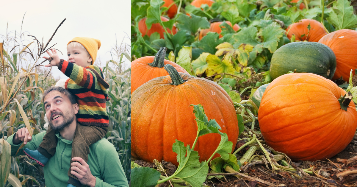 Thank the Earth: Pumpkin Patch event - Earth Trust