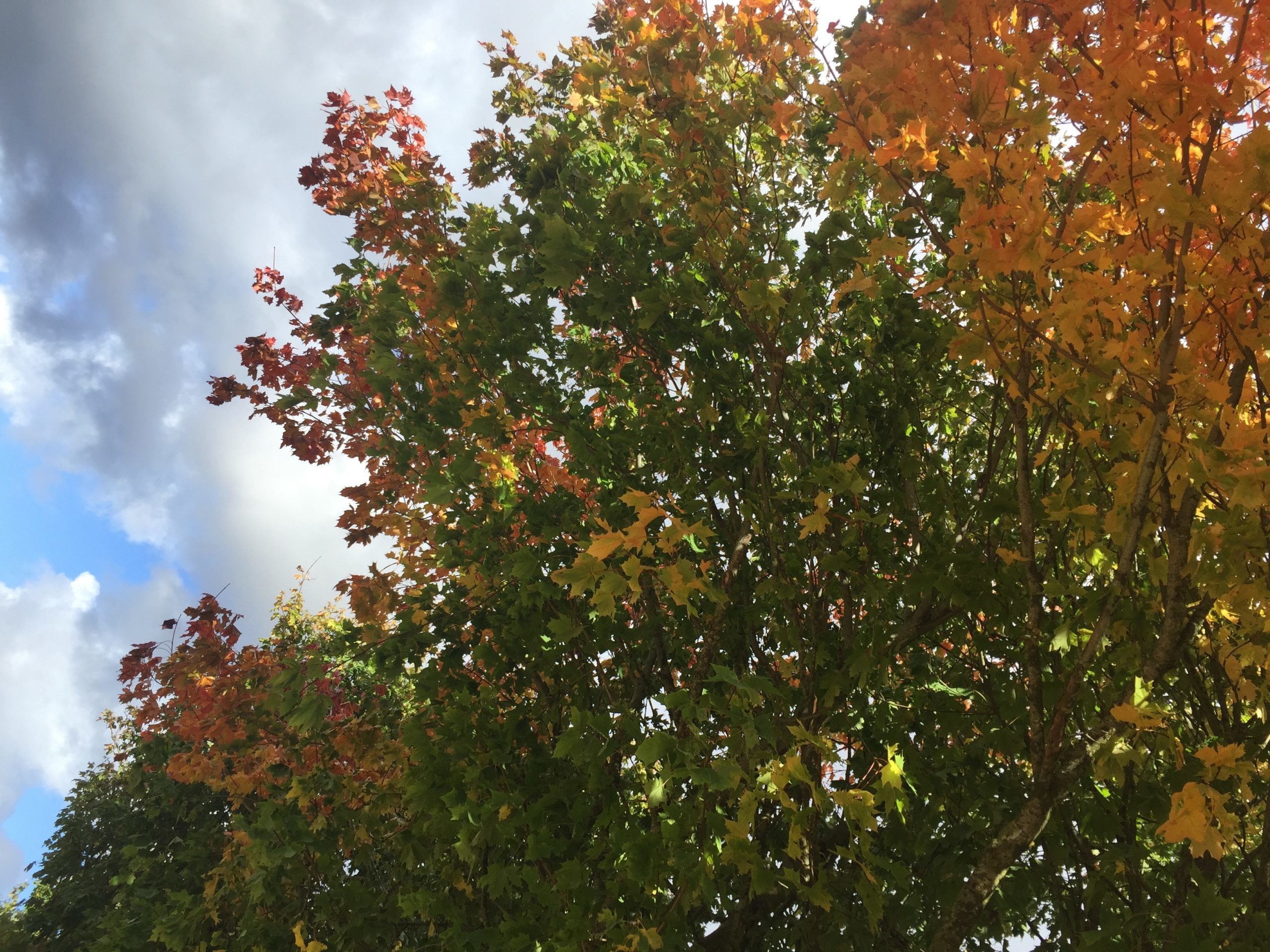 Enjoy the autumn glow at Broad Arboretum - Earth Trust