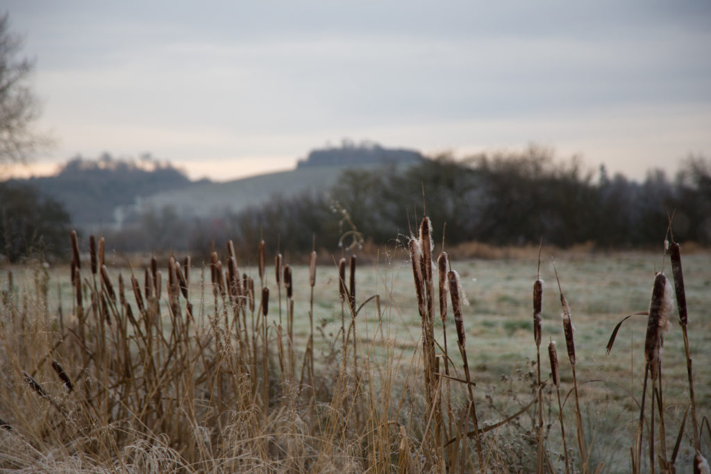Farmland Bird Conservation - Earth Trust