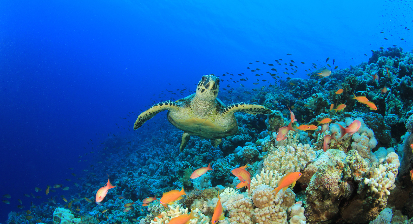 The world is talking about global biodiversity loss... - Earth Trust