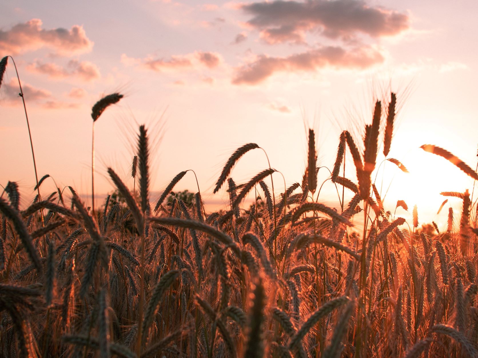 How we Farm - Earth Trust