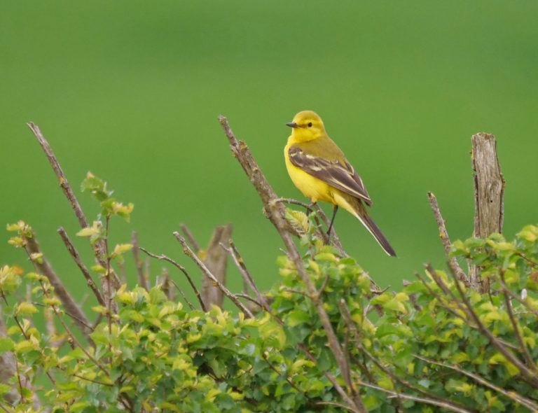 Big Farmland Bird Count - Earth Trust