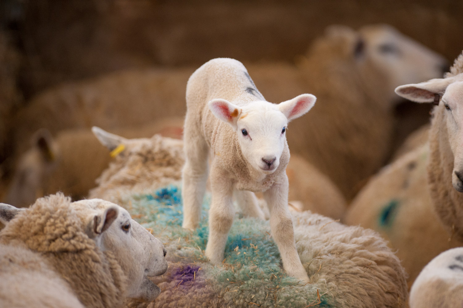 Lambing returns for first time in 3 years - Earth Trust