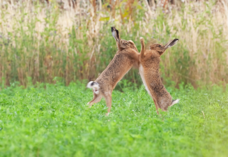 Spring nature: what to notice at this time of year - Earth Trust