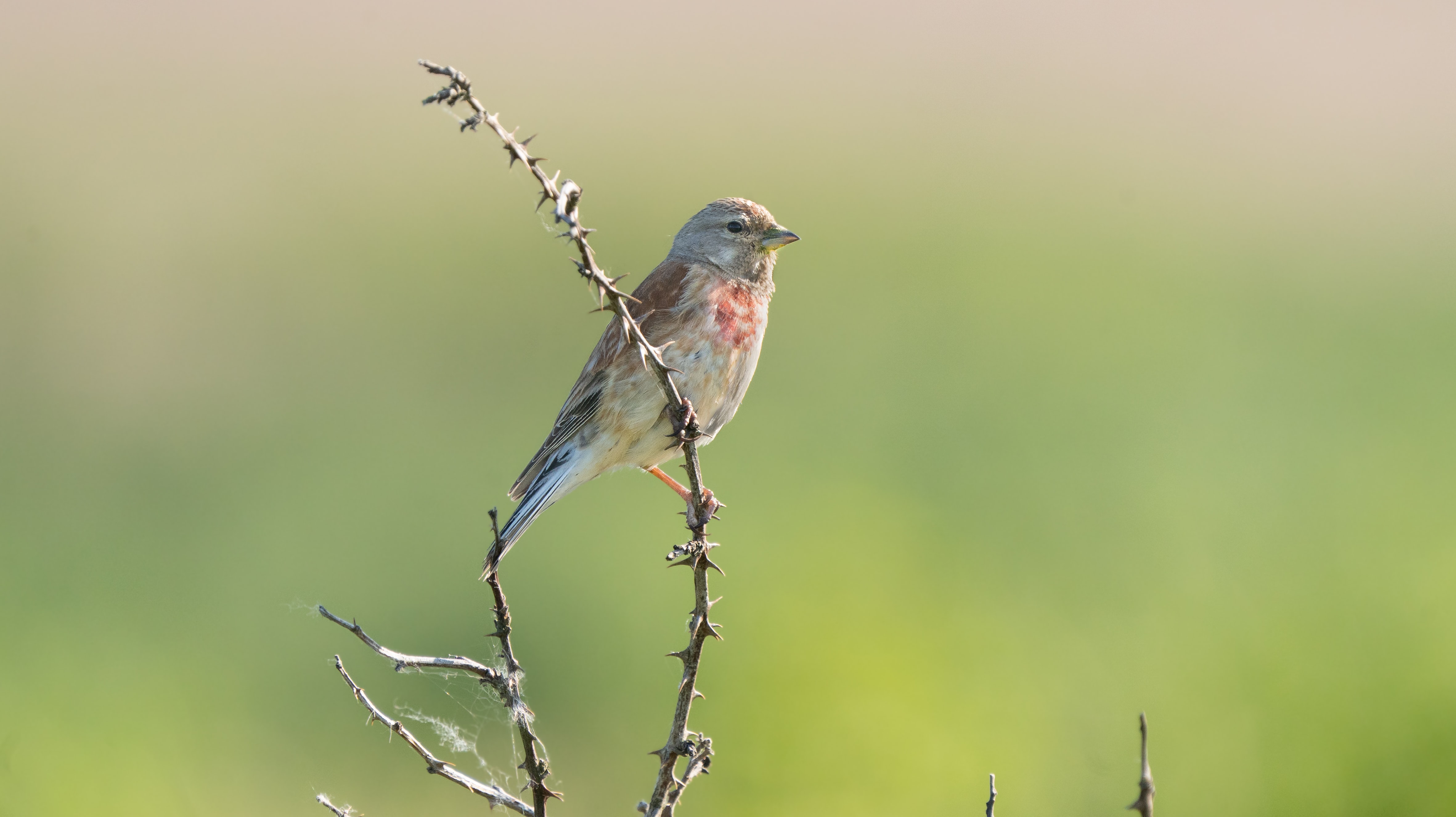 Big Farmland Bird Count - Earth Trust