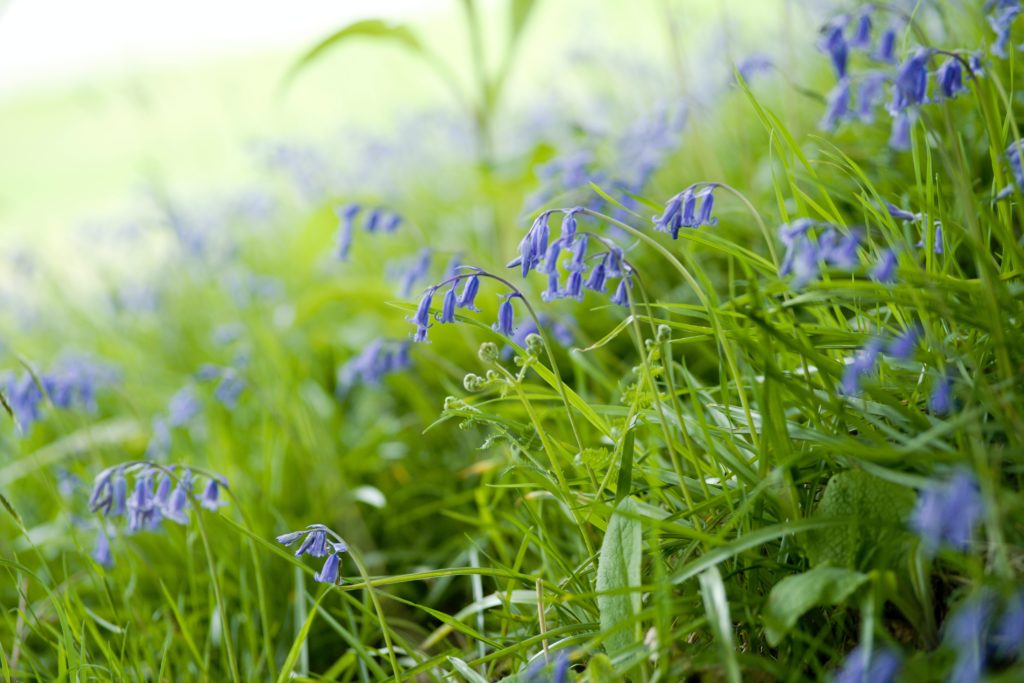 Spring nature: what to notice at this time of year - Earth Trust