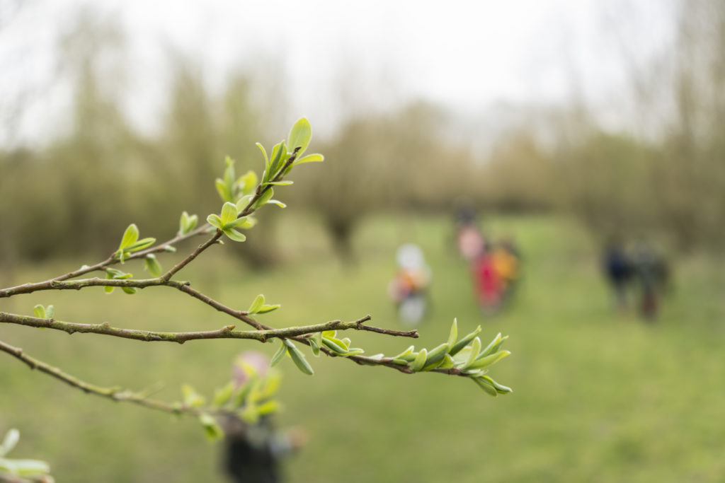 Biodiversity in Woodlands - Earth Trust