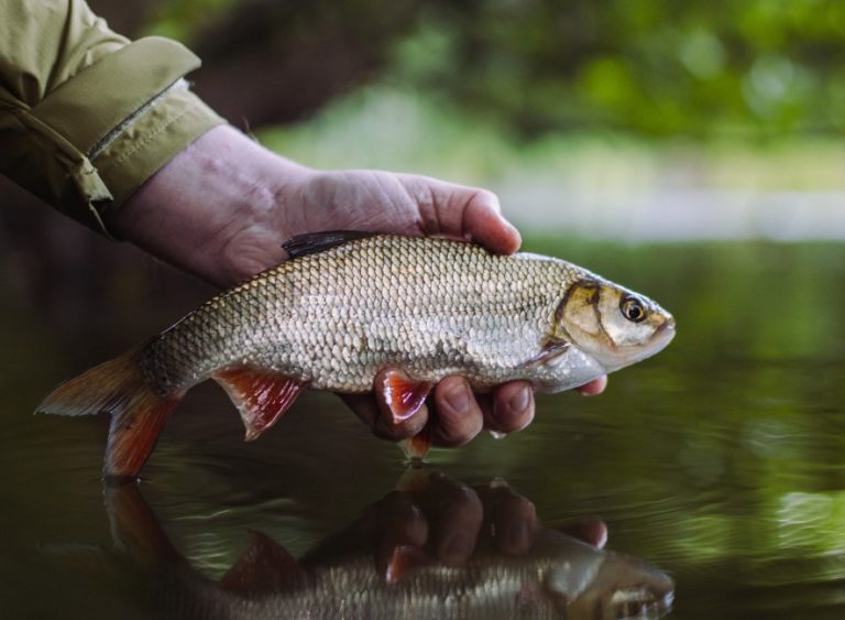 Counting fish at River of Life II - Earth Trust