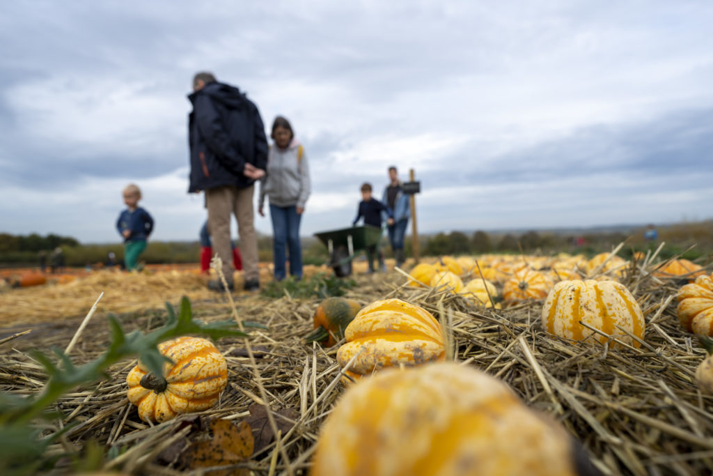 Pumpkin Patch, Maize Maze, and more at Earth Trust Farm - Earth Trust