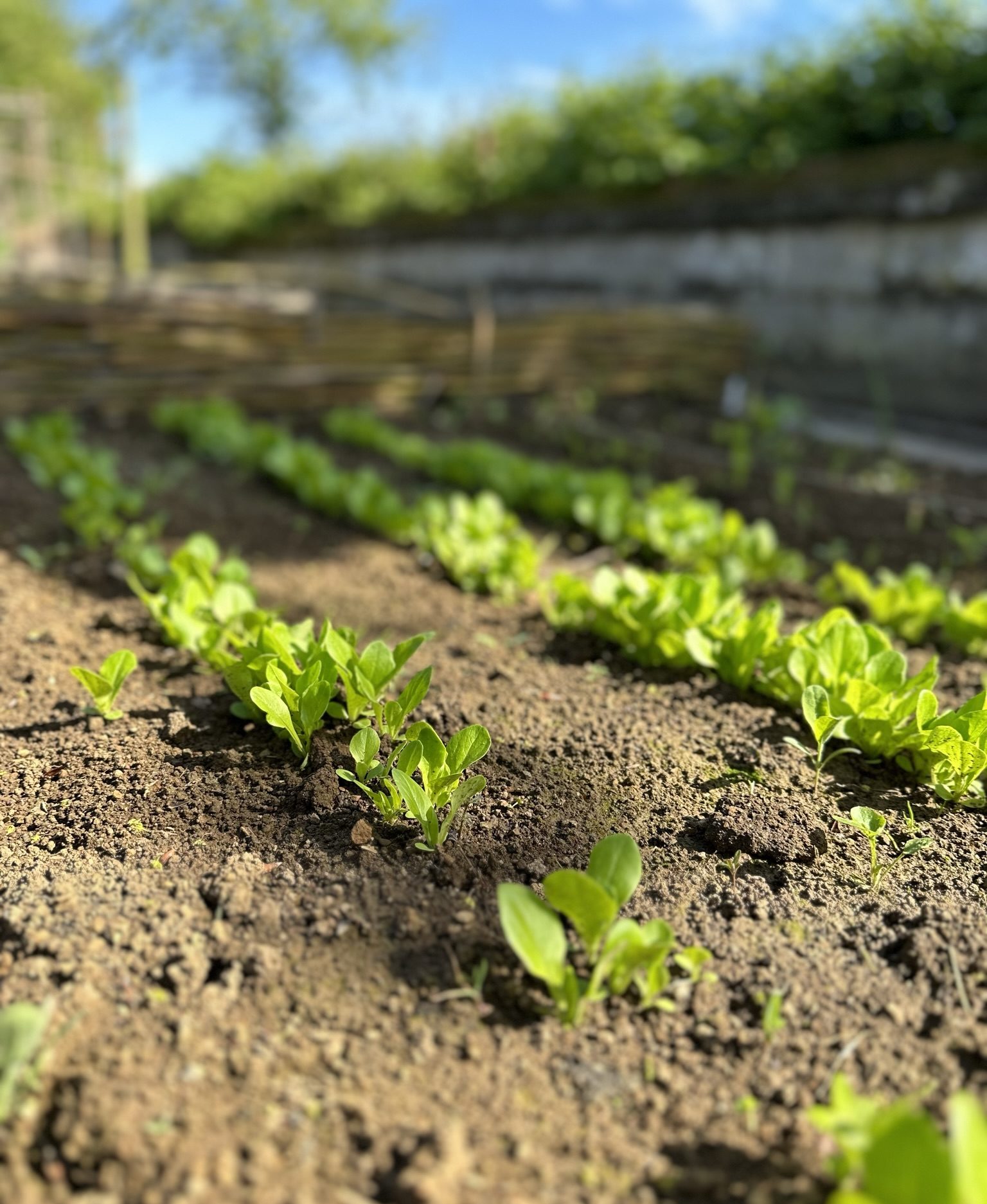 Earth Trust Kitchen Garden - Earth Trust