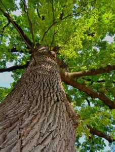 Delivering Britain’s first Tested Oak Seed orchard - Earth Trust