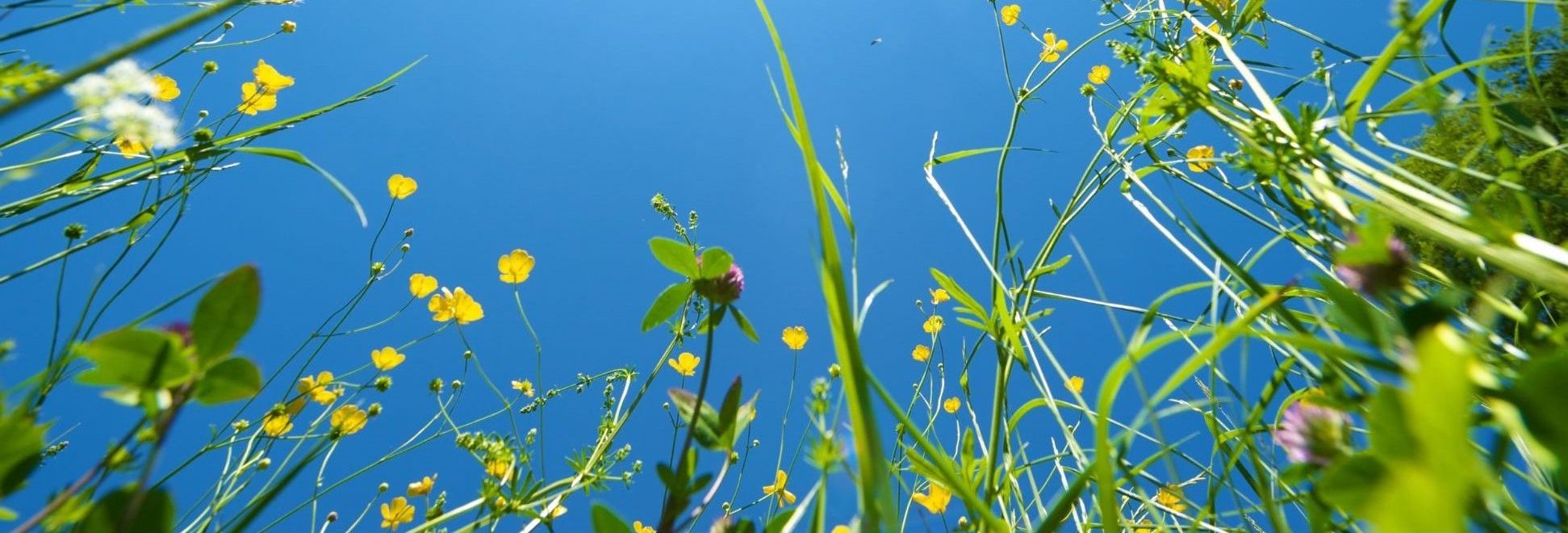 Summer nature: what to notice at this time of year - Earth Trust