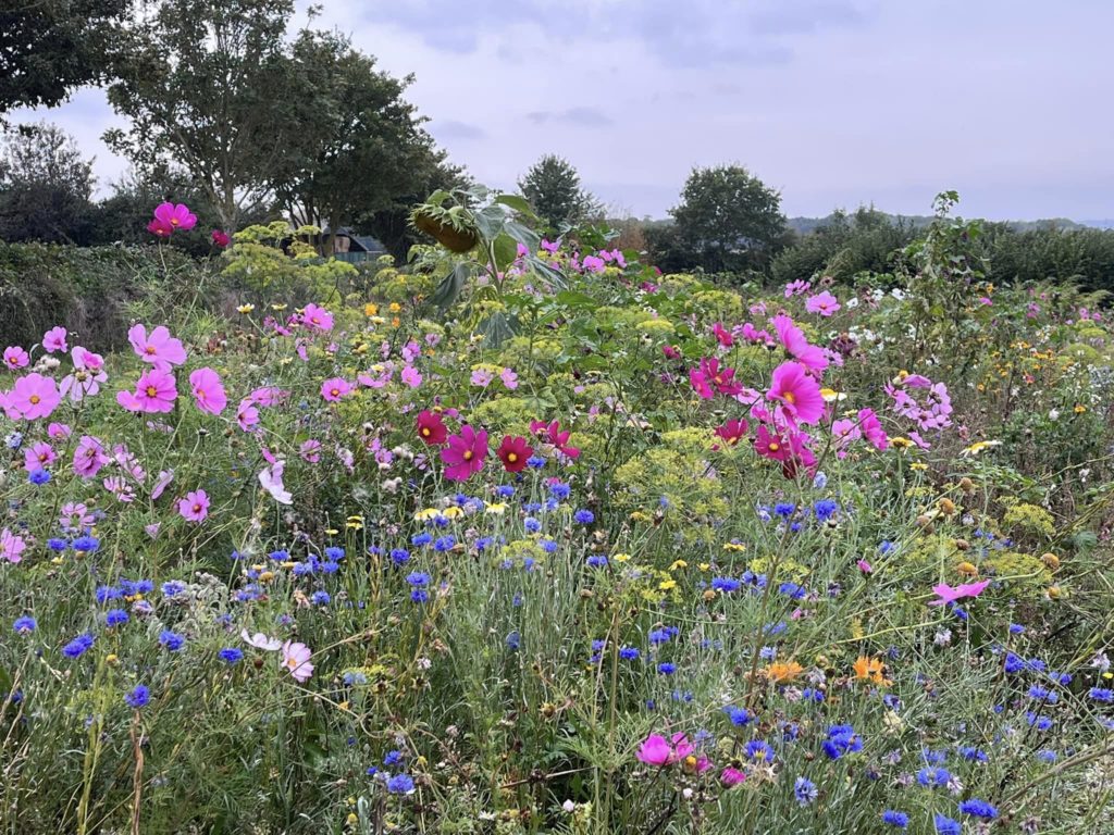 People and nature: Realising the promise of Nature 2030 - Earth Trust