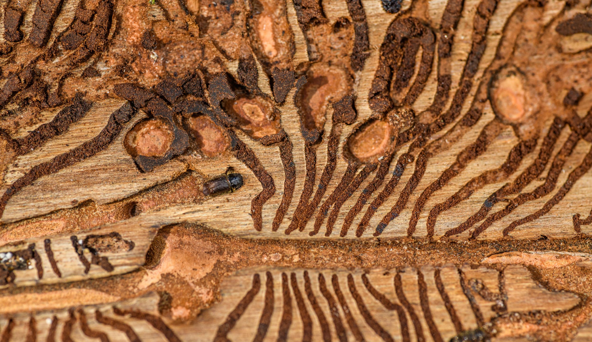 Spruce Bark Beetle Monitoring - Earth Trust