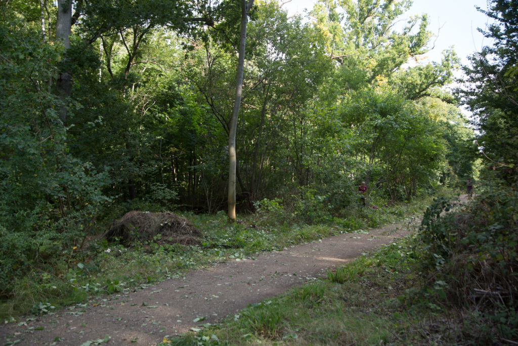 Coppice restoration, boosting biodiversity and engaging communities ...