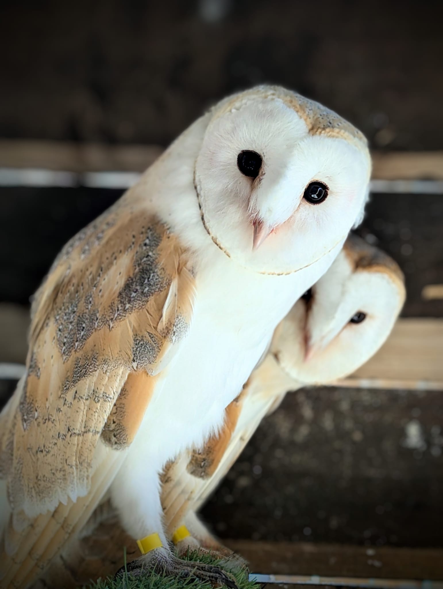 Making feathered friends at Earth Trust Farm - Earth Trust