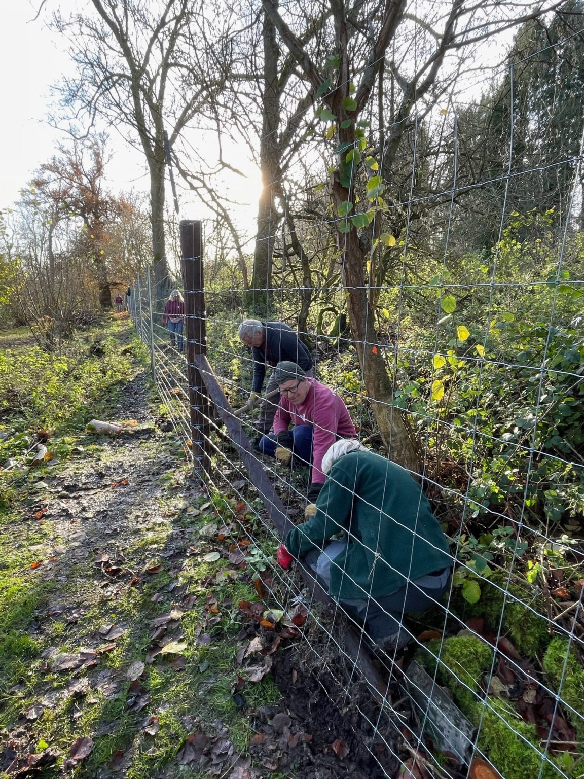 Coppice Restoration Commences: fences, trees and smiles all round ...