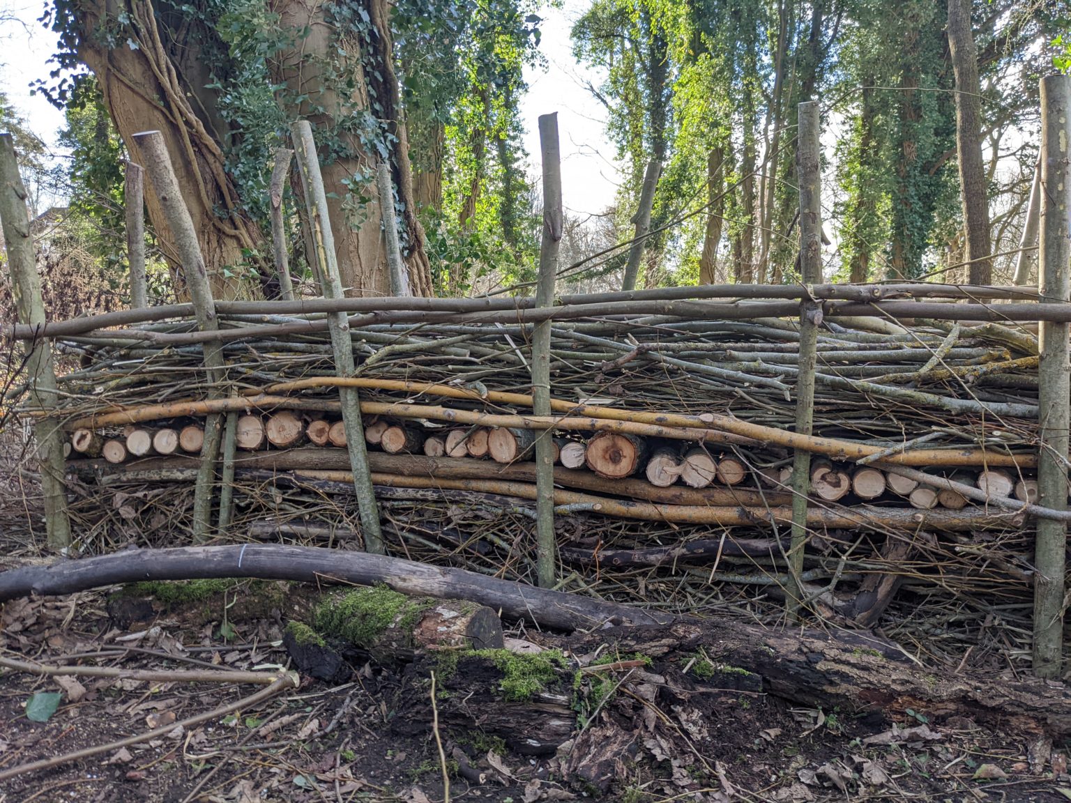 The wonders of a living 'dead' hedge - Earth Trust