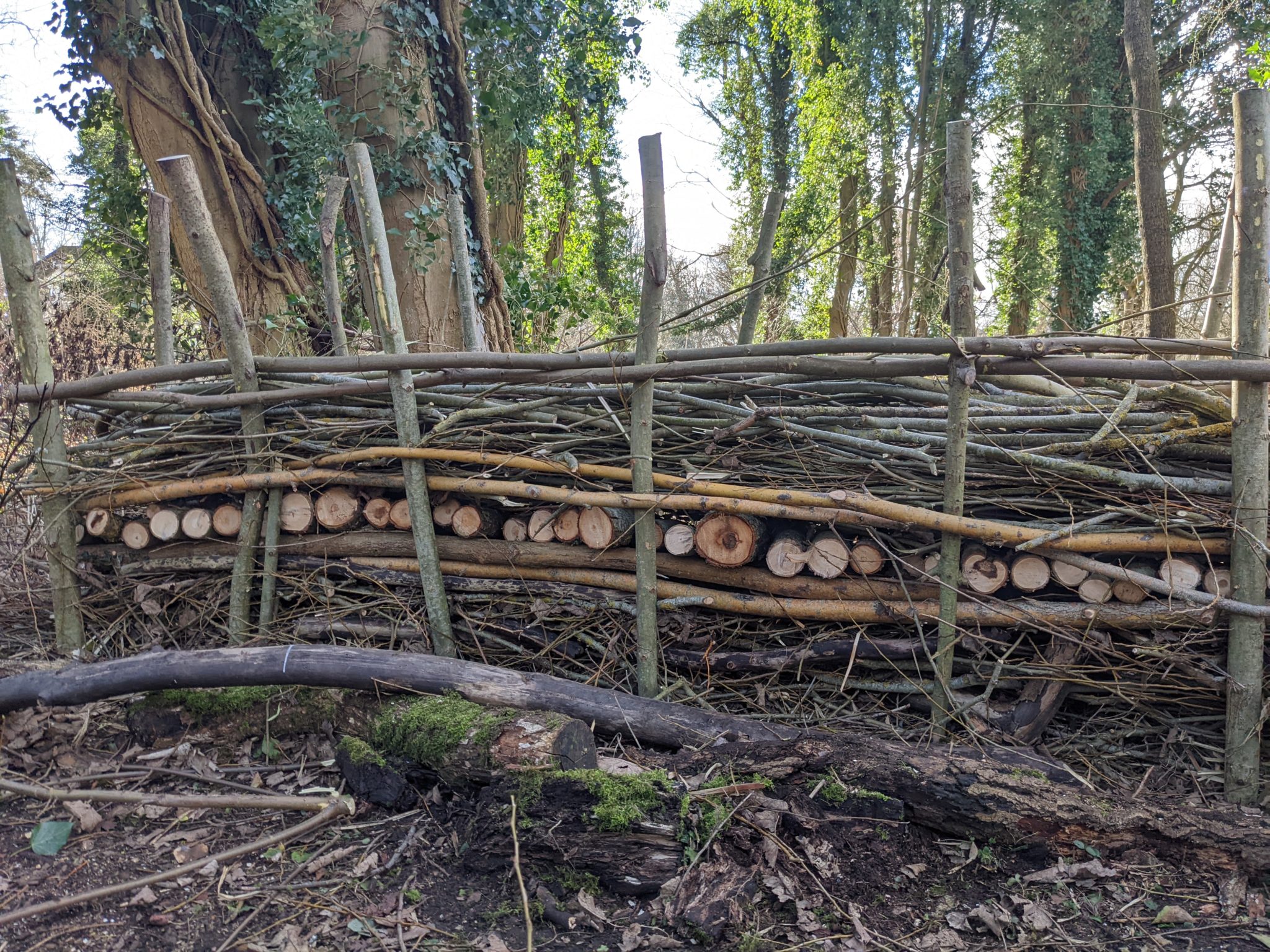 The wonders of a living 'dead' hedge - Earth Trust
